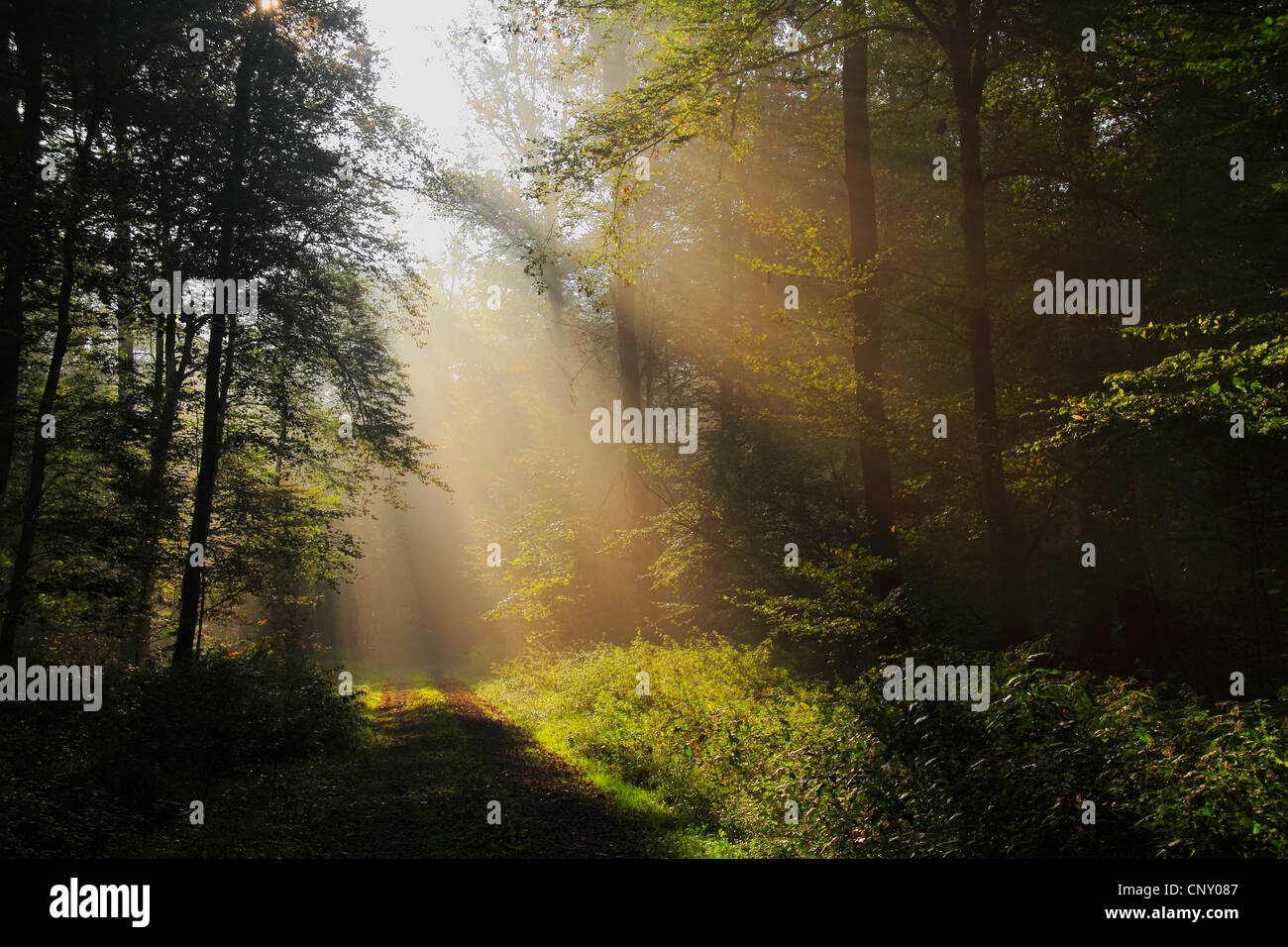 Forest Glade High Resolution Stock Photography and Images - Alamy