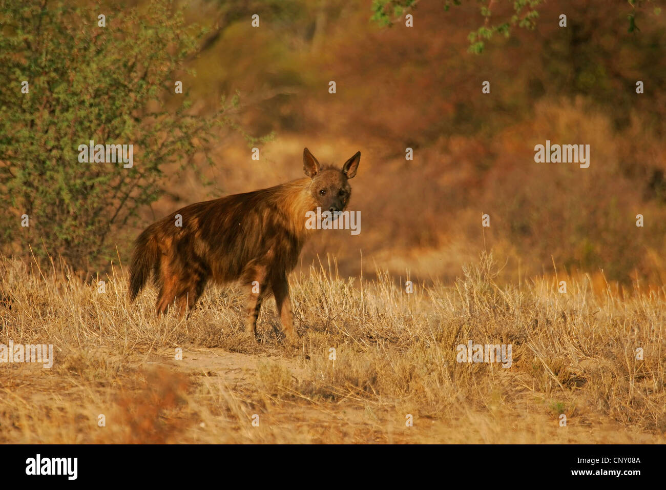 brown hyena (Hyaena brunnea), standing in the savannah, South Africa ...