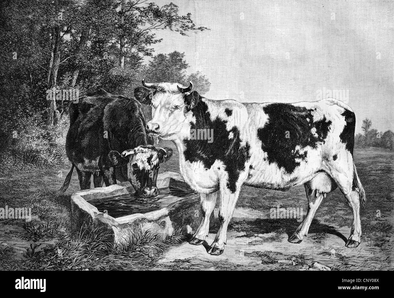 Cow Drawing Water High Resolution Stock Photography and Images - Alamy