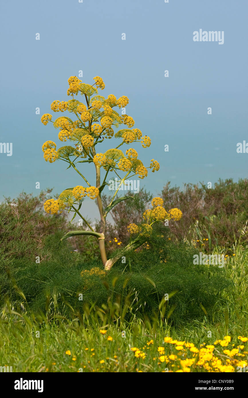 Ferula communis hi-res stock photography and images - Alamy