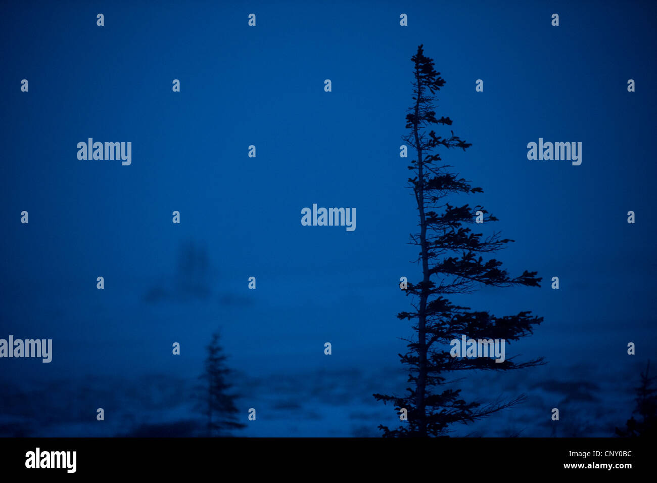 krummholz trees in Churchill, Manitoba Stock Photo - Alamy