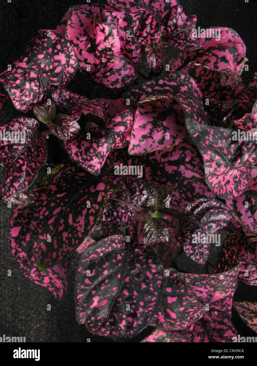 pink polka dot plant, freckle face, measles plant. (Hypoestes ...