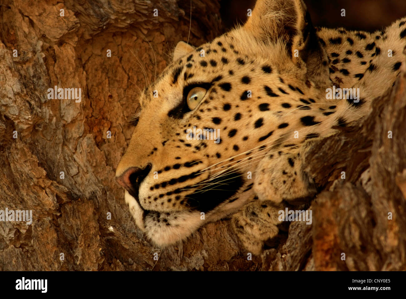 leopard (Panthera pardus), lying on a tree, portrait, South Africa ...