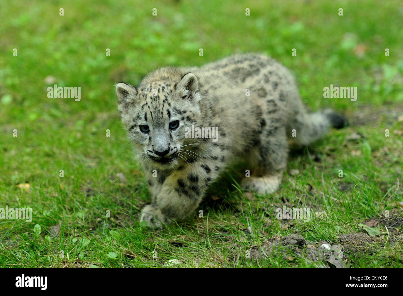 Snow Leopard Cubs Cute