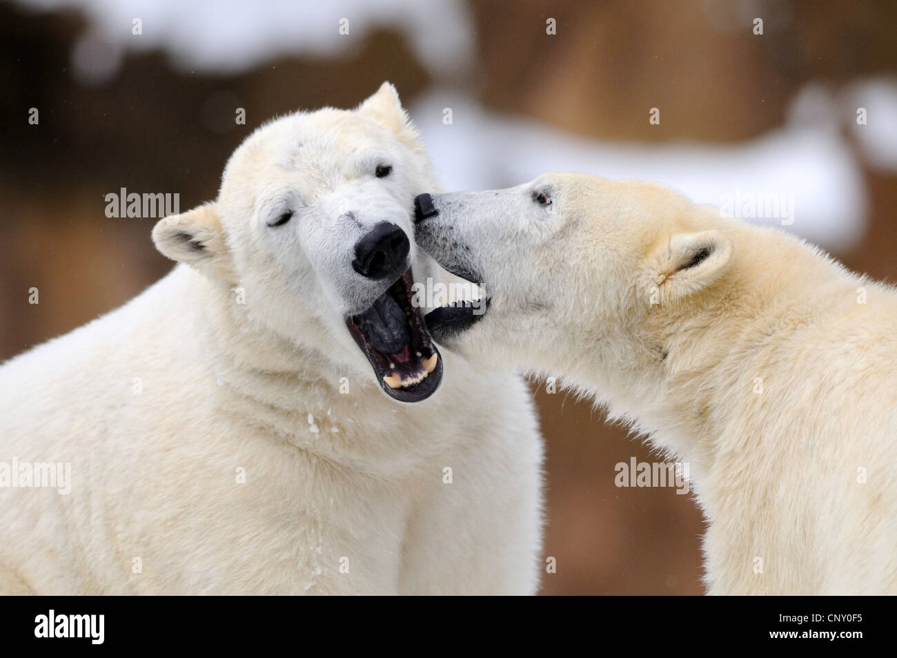 Polar bear sniffing hi-res stock photography and images - Alamy