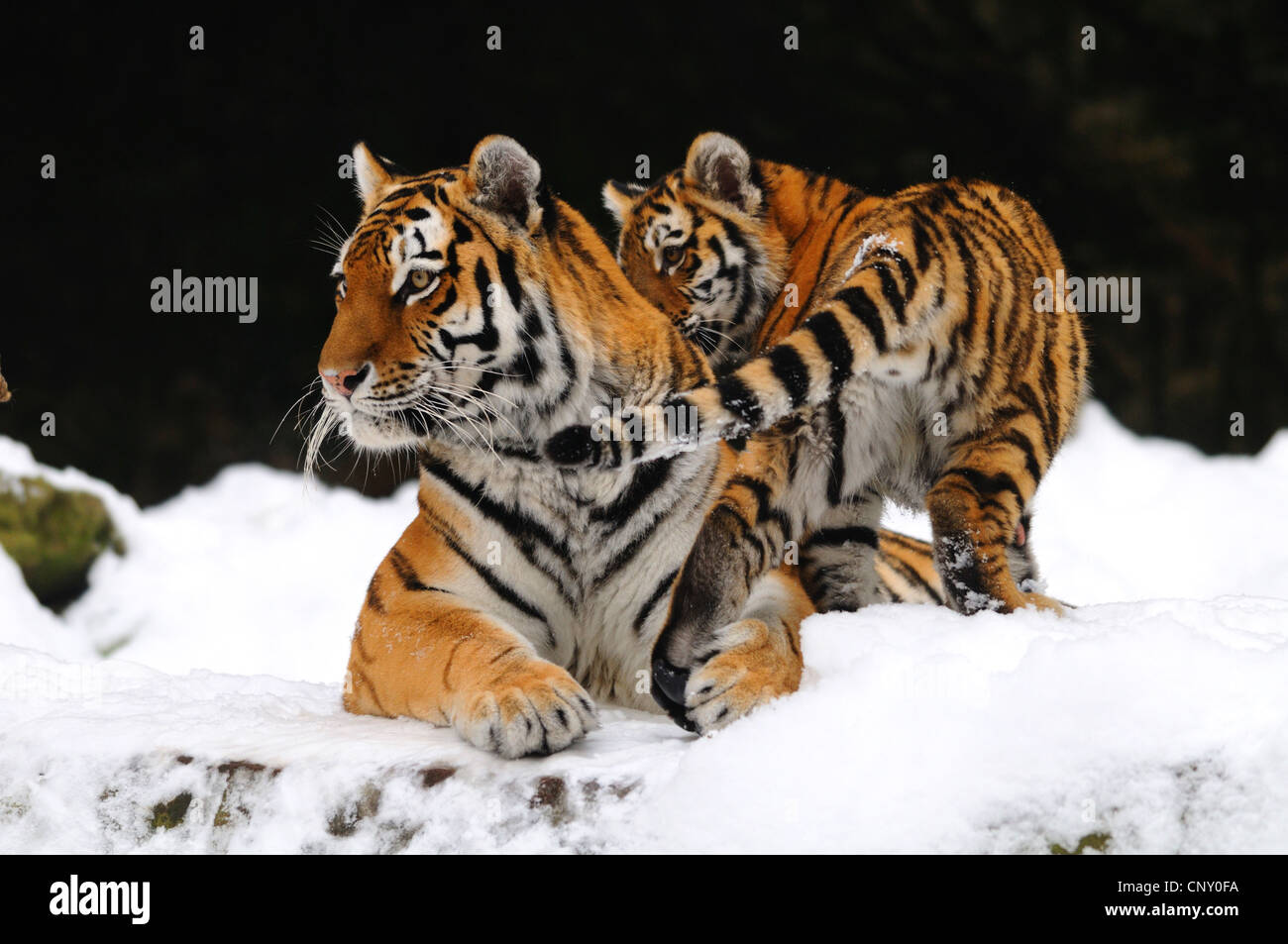 Tiger Belly High Resolution Stock Photography and Images - Alamy