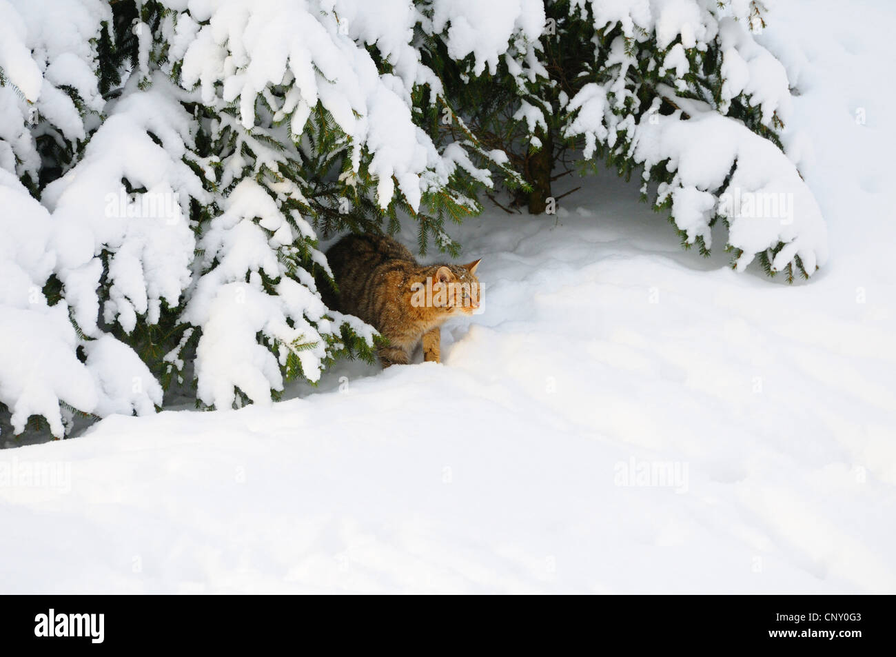 European wildcat, forest wildcat (Felis silvestris silvestris), looking ...