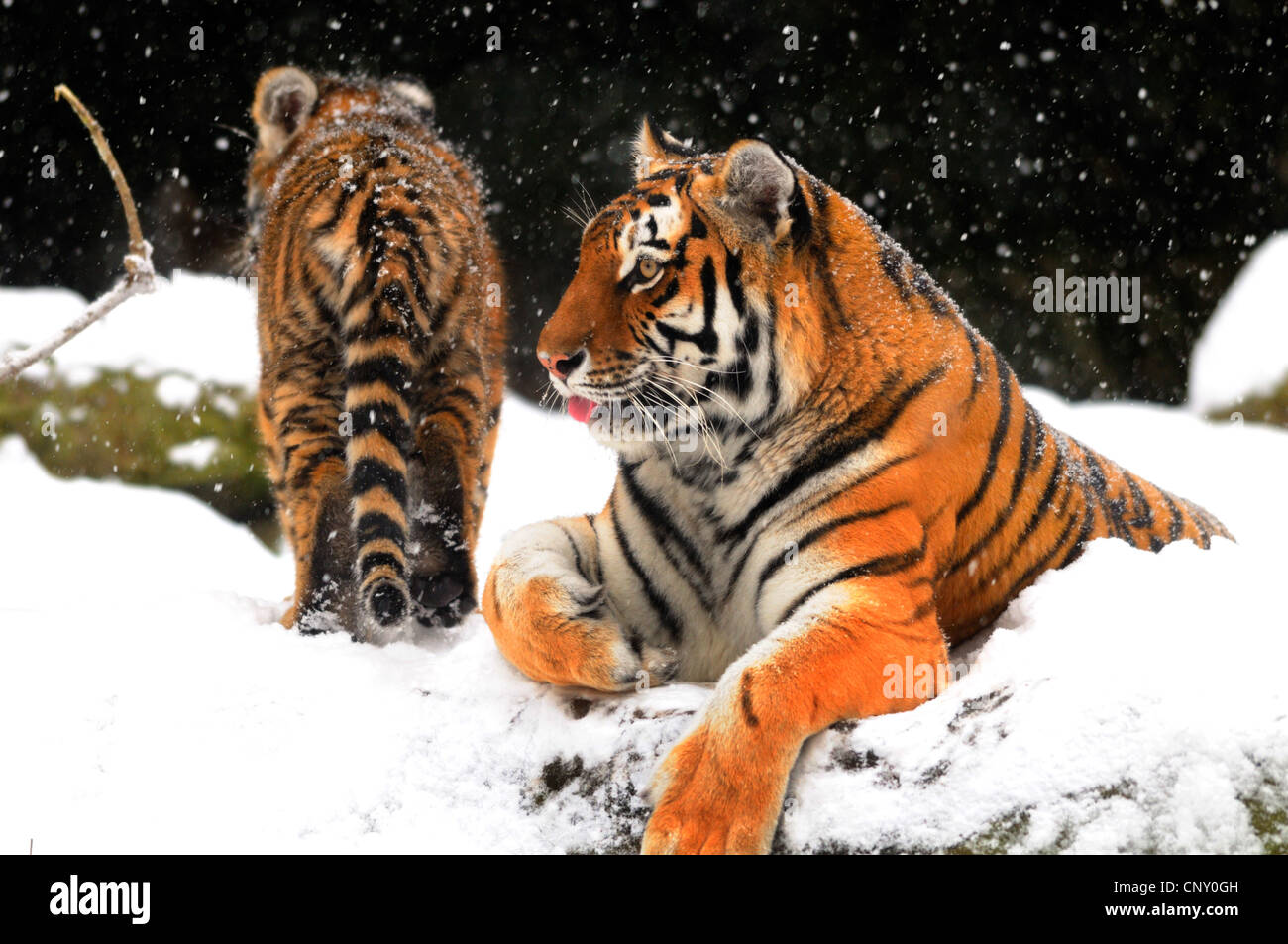 Tiger Belly High Resolution Stock Photography and Images - Alamy