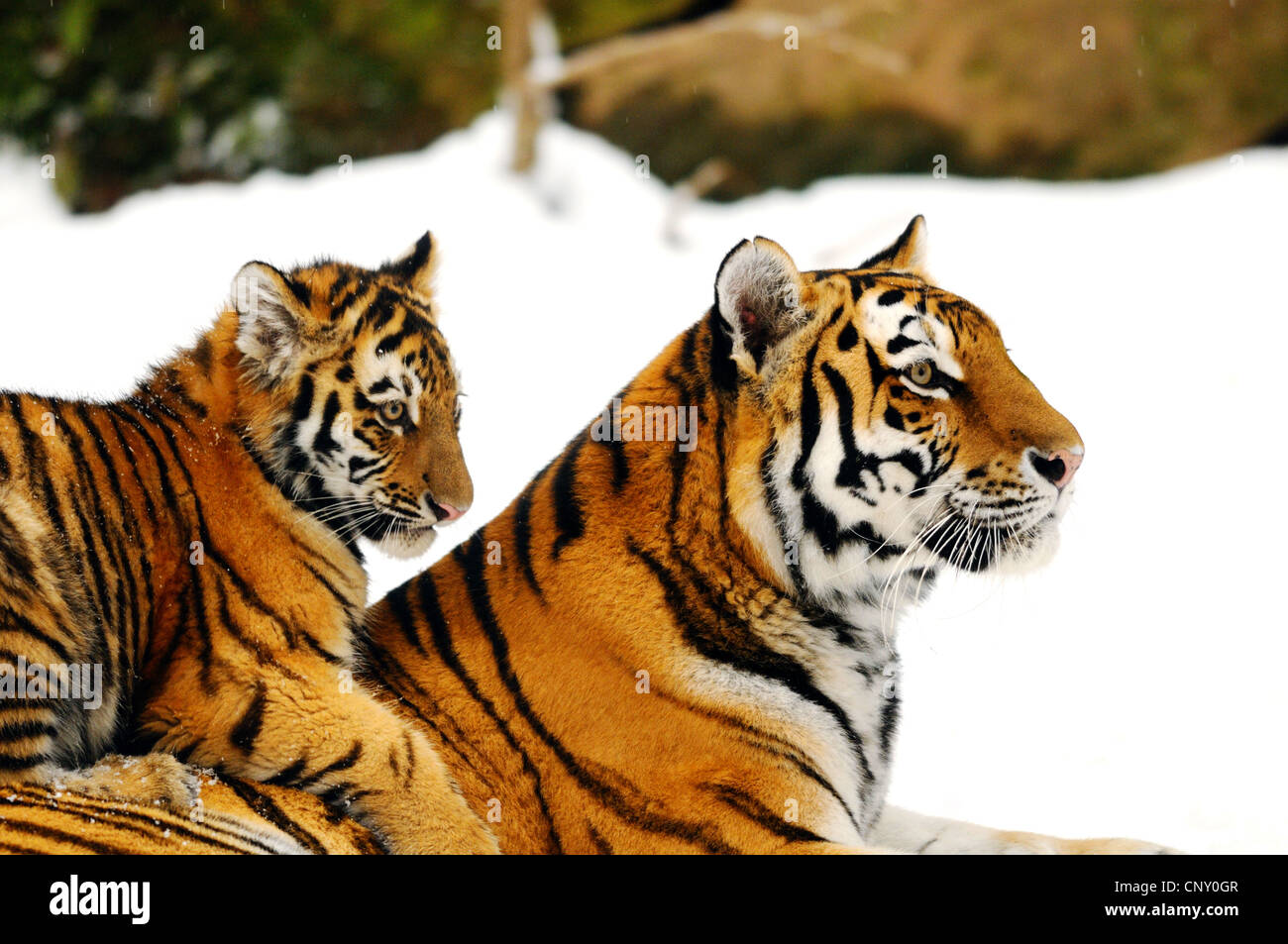 Tiger Belly High Resolution Stock Photography and Images - Alamy