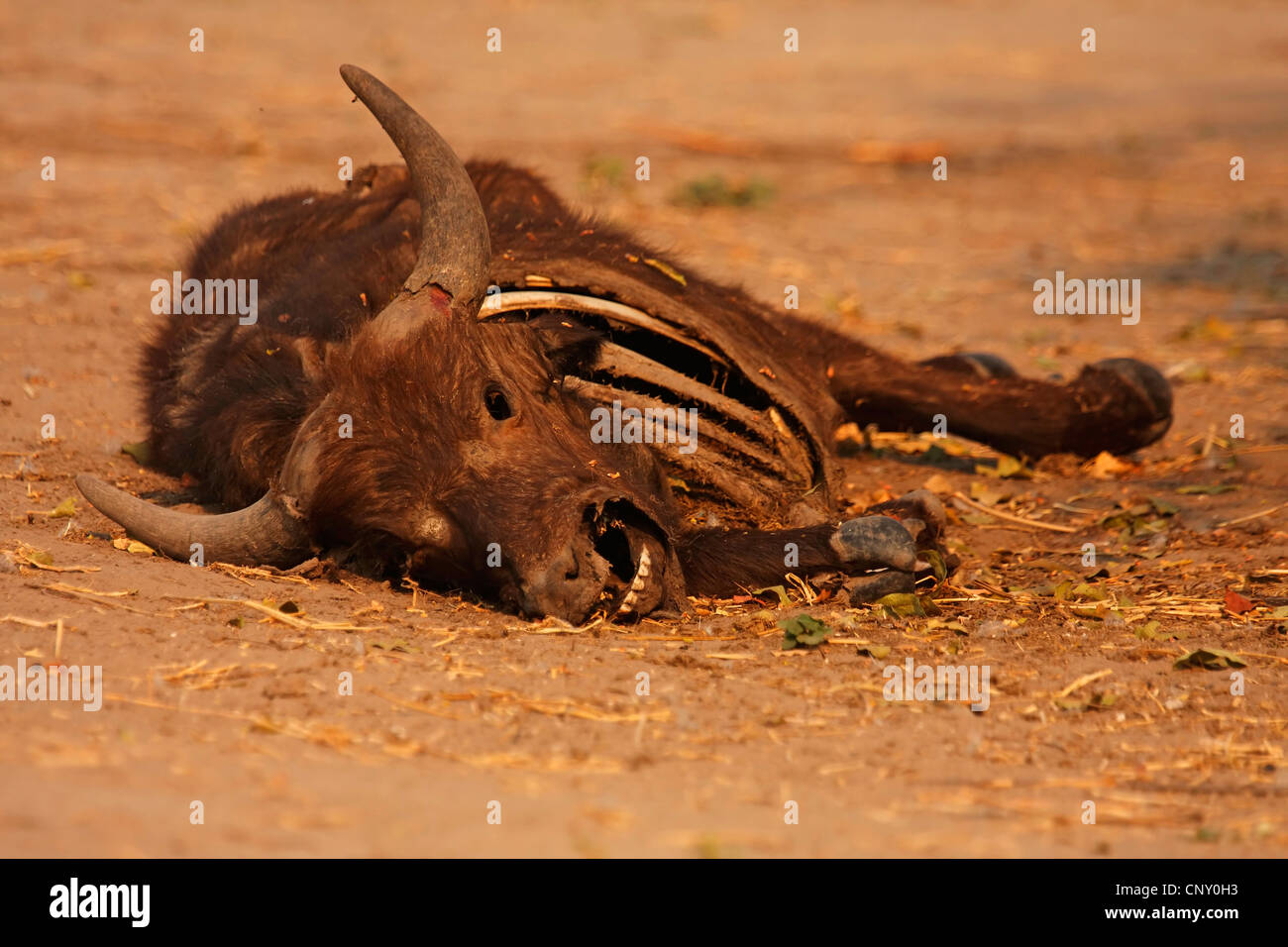 African buffalo (Syncerus caffer), cadaver decomposing in the savannah ...