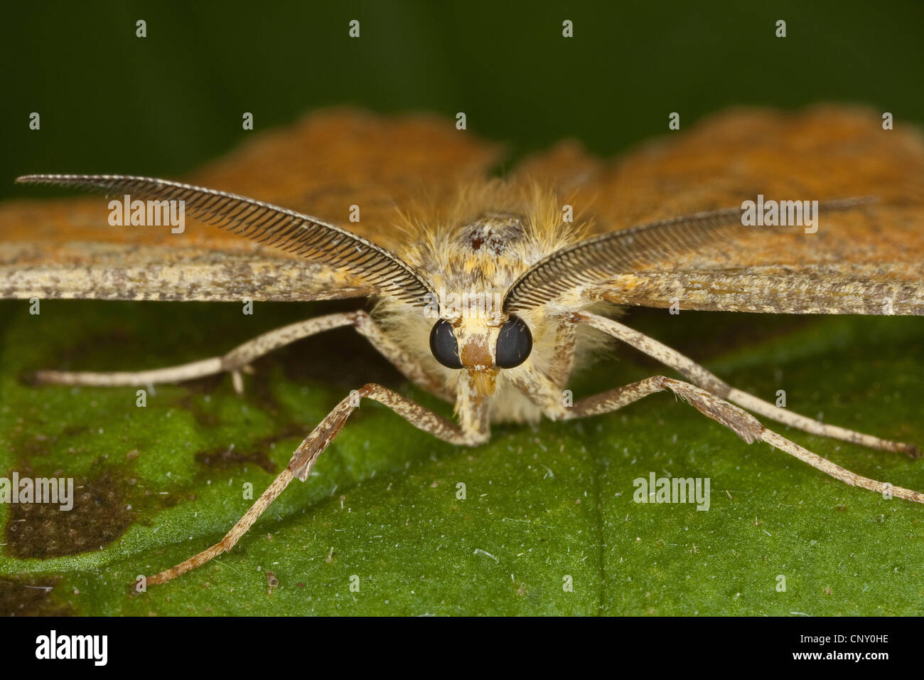orange moth (Angerona prunaria), male sitting on a leaf, Germany Stock ...