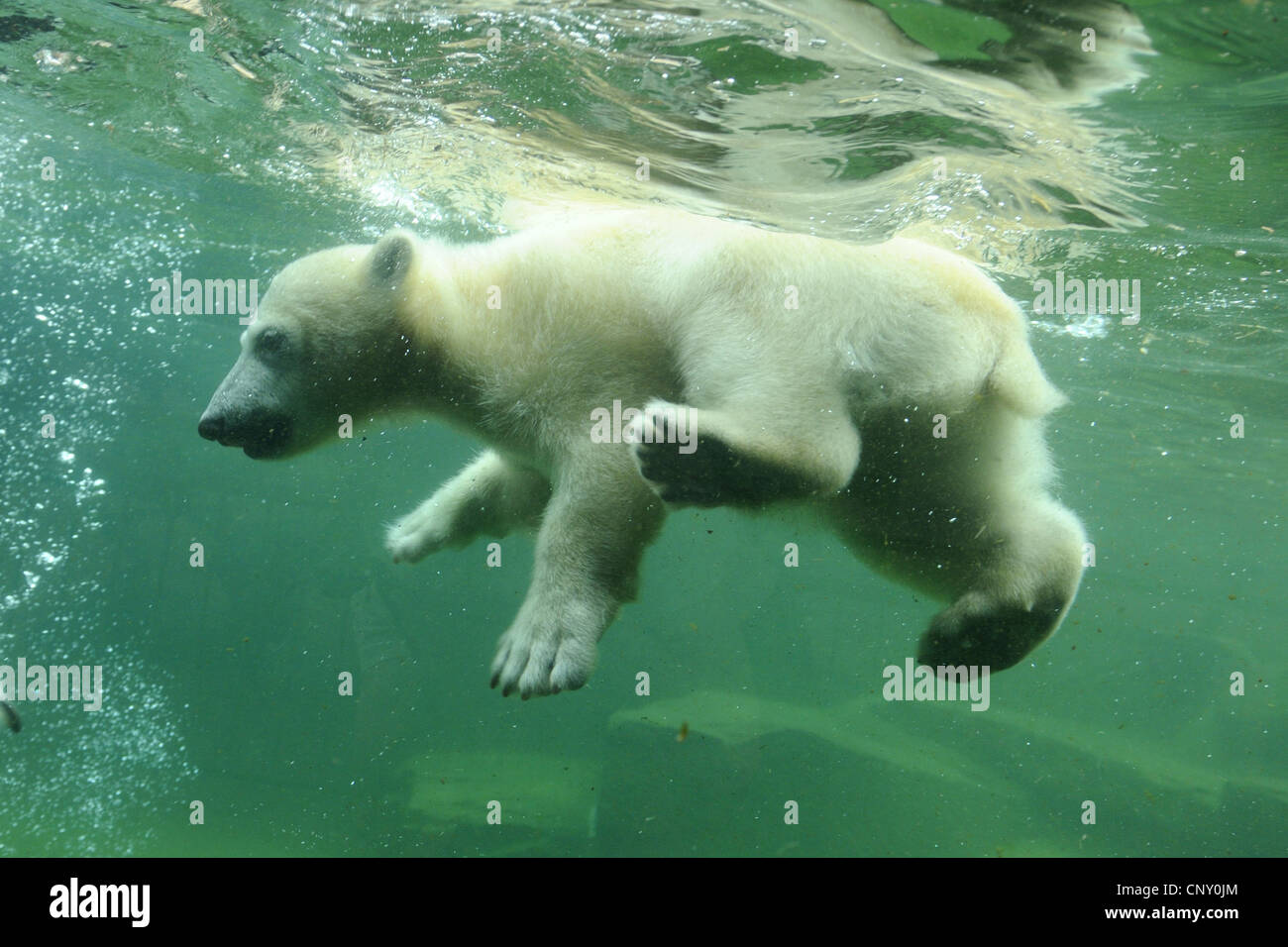 Zoo polar bear diving hi-res stock photography and images - Alamy