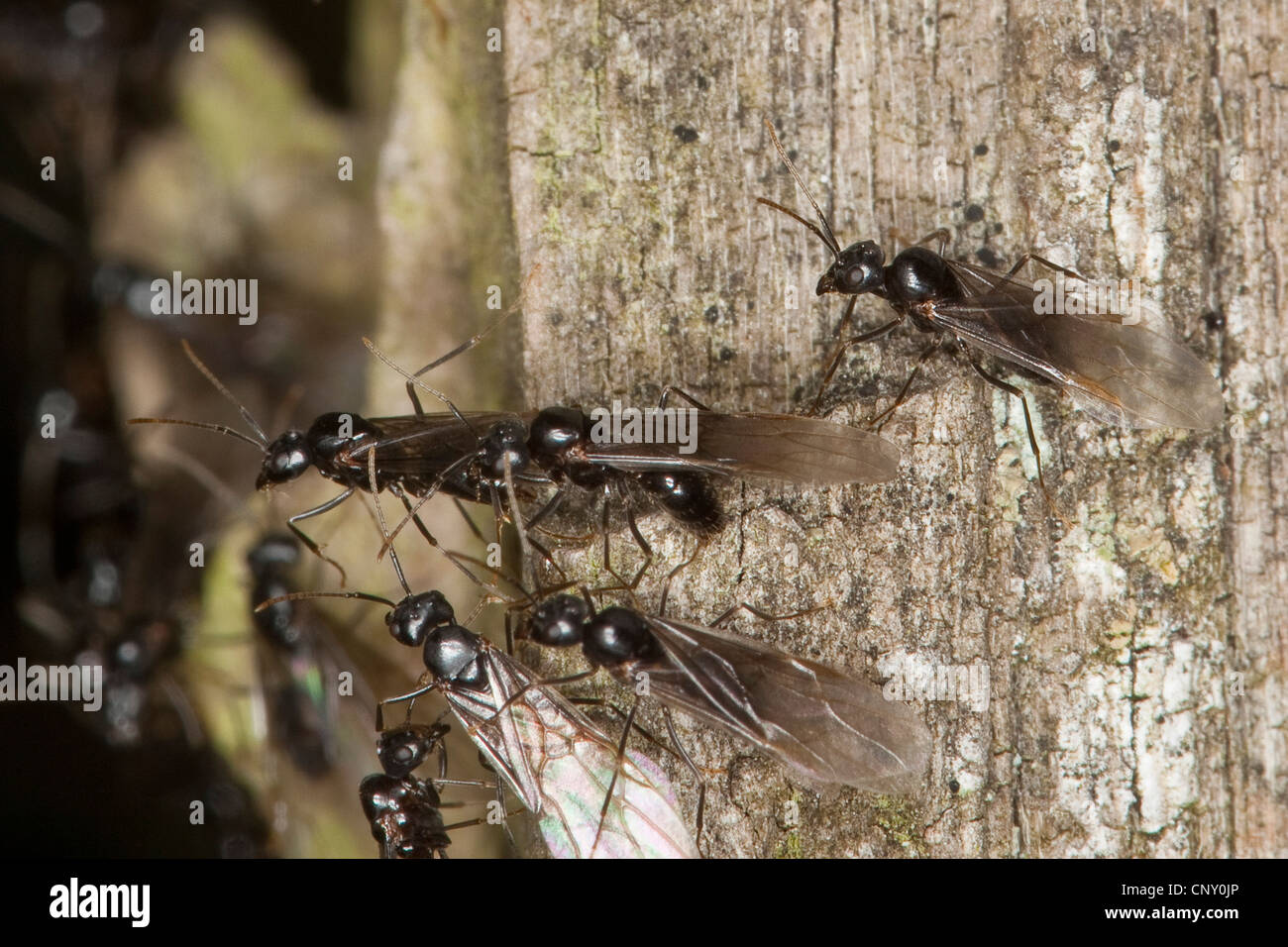 jet ant, shining jet black ant (Lasius fuliginosus), winged individuals ...