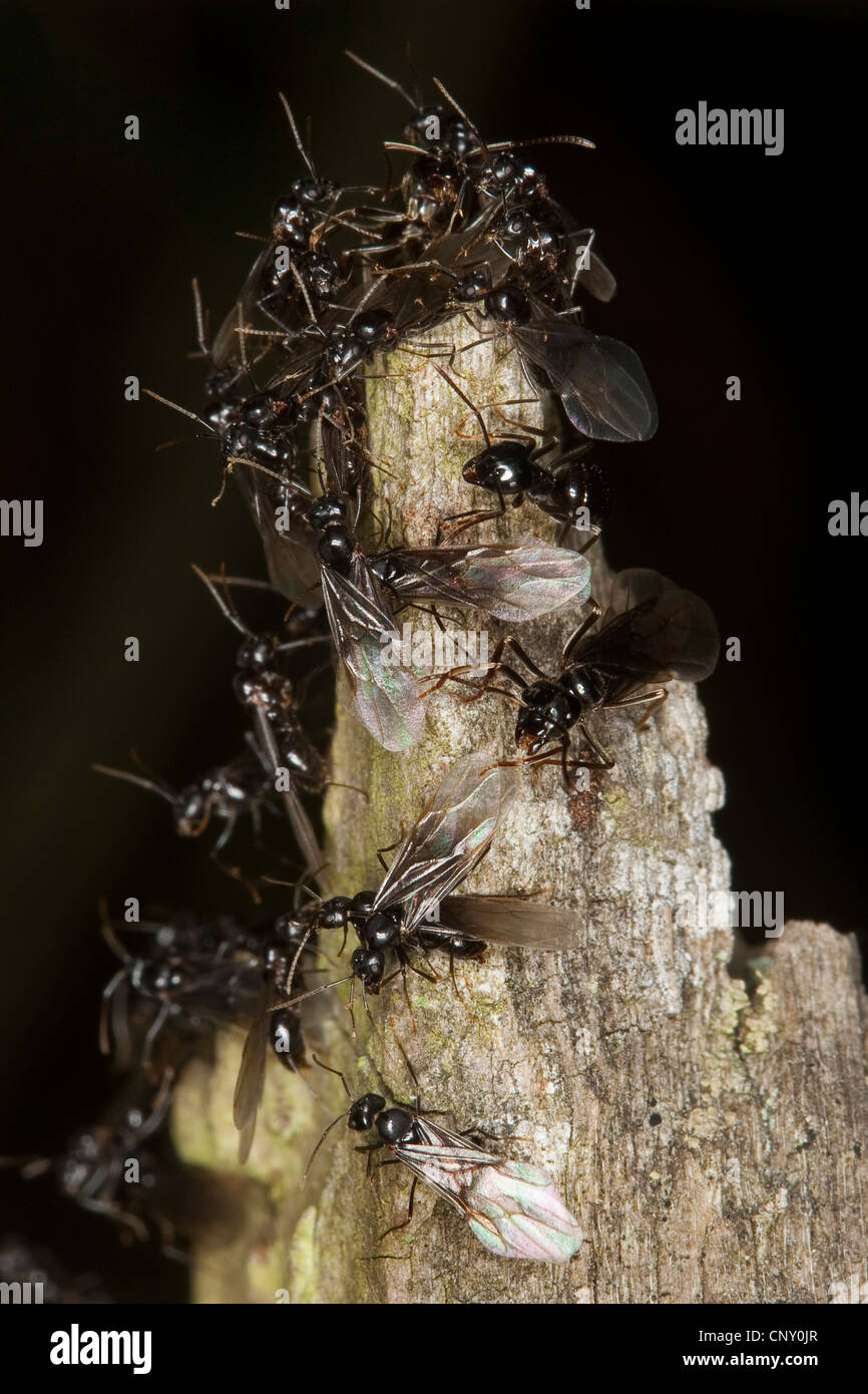 jet ant, shining jet black ant (Lasius fuliginosus), winged individuals ...