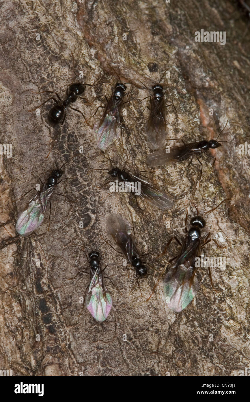 jet ant, shining jet black ant (Lasius fuliginosus), winged individuals ...
