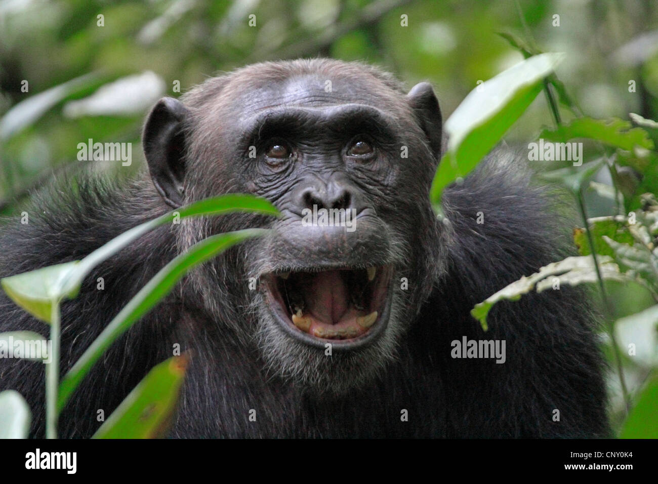 Chimpanzee Mouth Open High Resolution Stock Photography and Images - Alamy