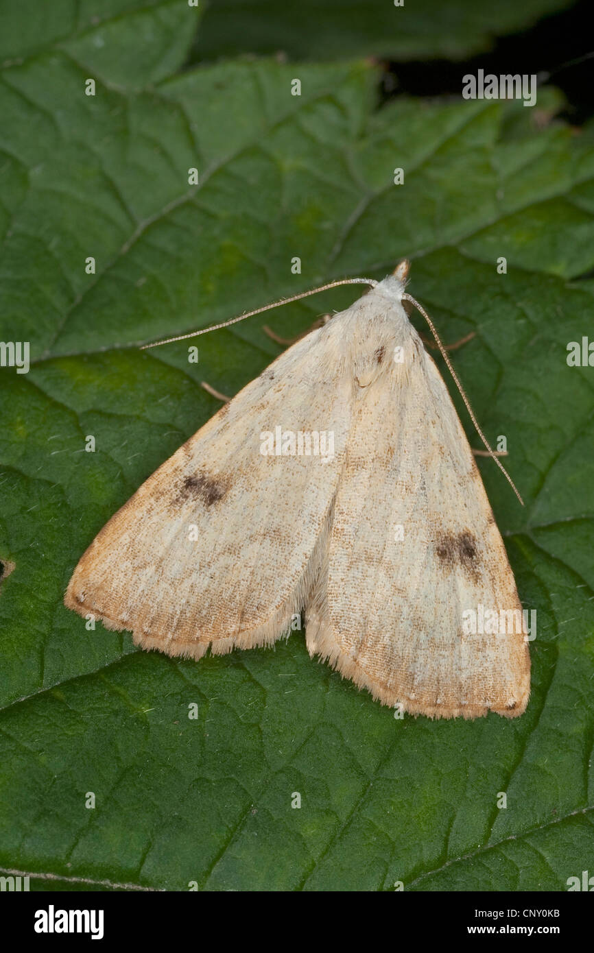 Straw insects hi-res stock photography and images - Alamy