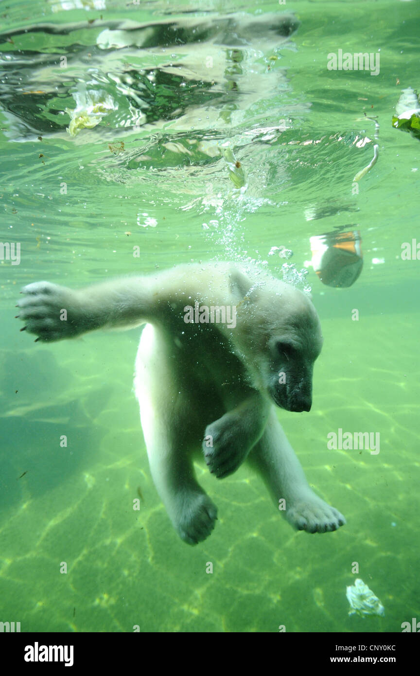 Bear diving into water hi-res stock photography and images - Alamy