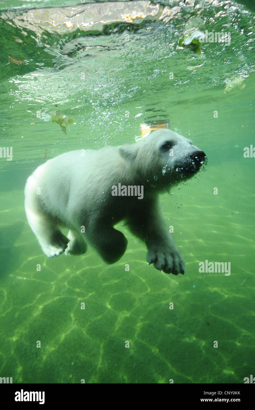 Polar bear swimming underwater hi-res stock photography and images - Alamy
