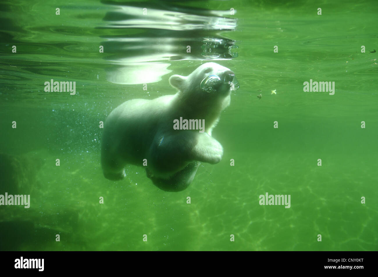 Zoo polar bear diving hi-res stock photography and images - Alamy