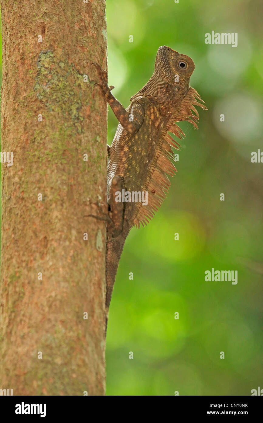 comb-crested forest lizard (Gonocephalus liogaster), sitting at a tree ...