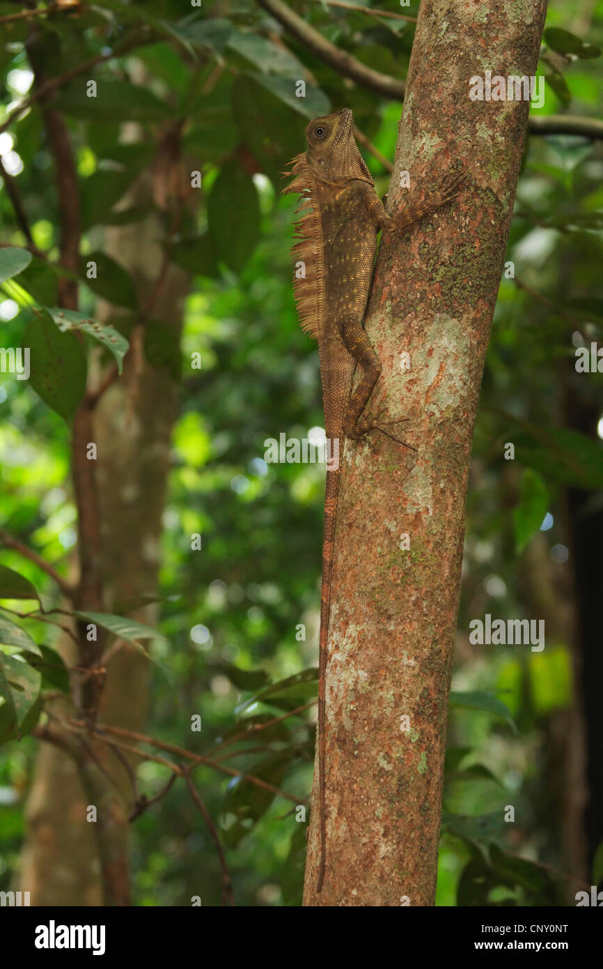 Forest crested lizard hi-res stock photography and images - Alamy