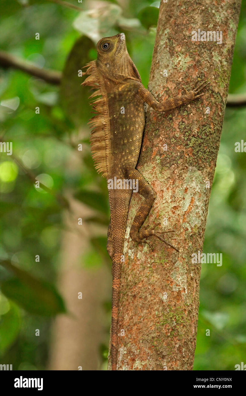 Forest crested lizard hi-res stock photography and images - Alamy