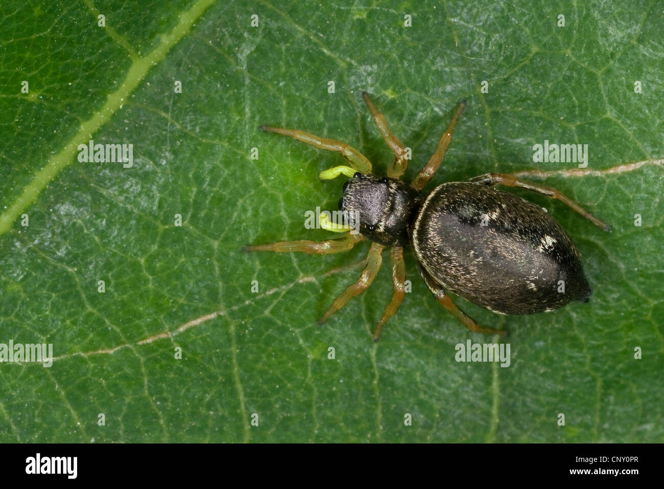 Jumping spider (Heliophanus cupreus), sitting on a leaf, Europe ...