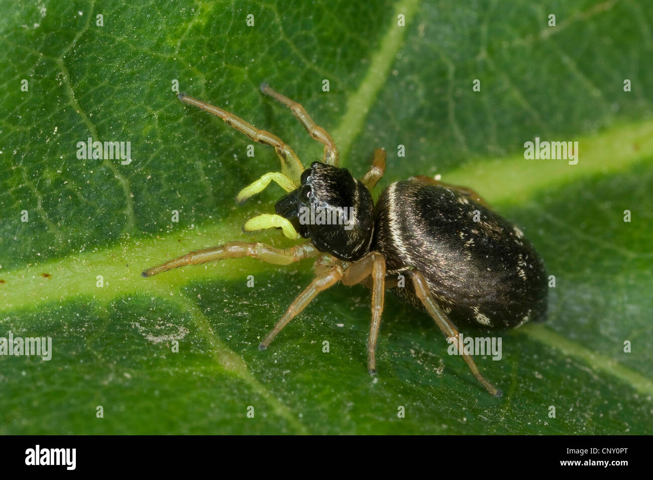 Hpfspinnen hi-res stock photography and images - Alamy