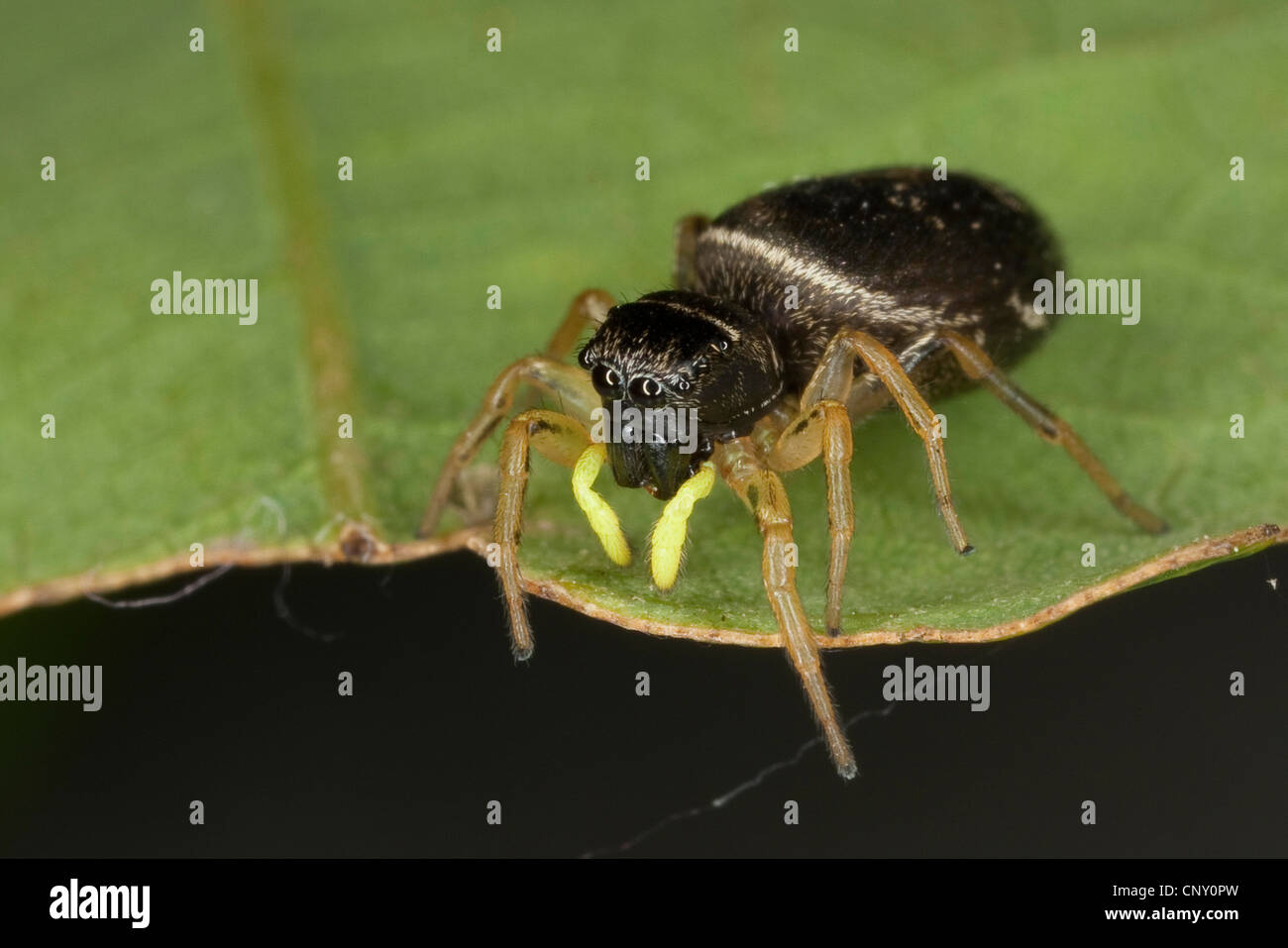 Jumping spider heliophanus cupreus hi-res stock photography and images ...