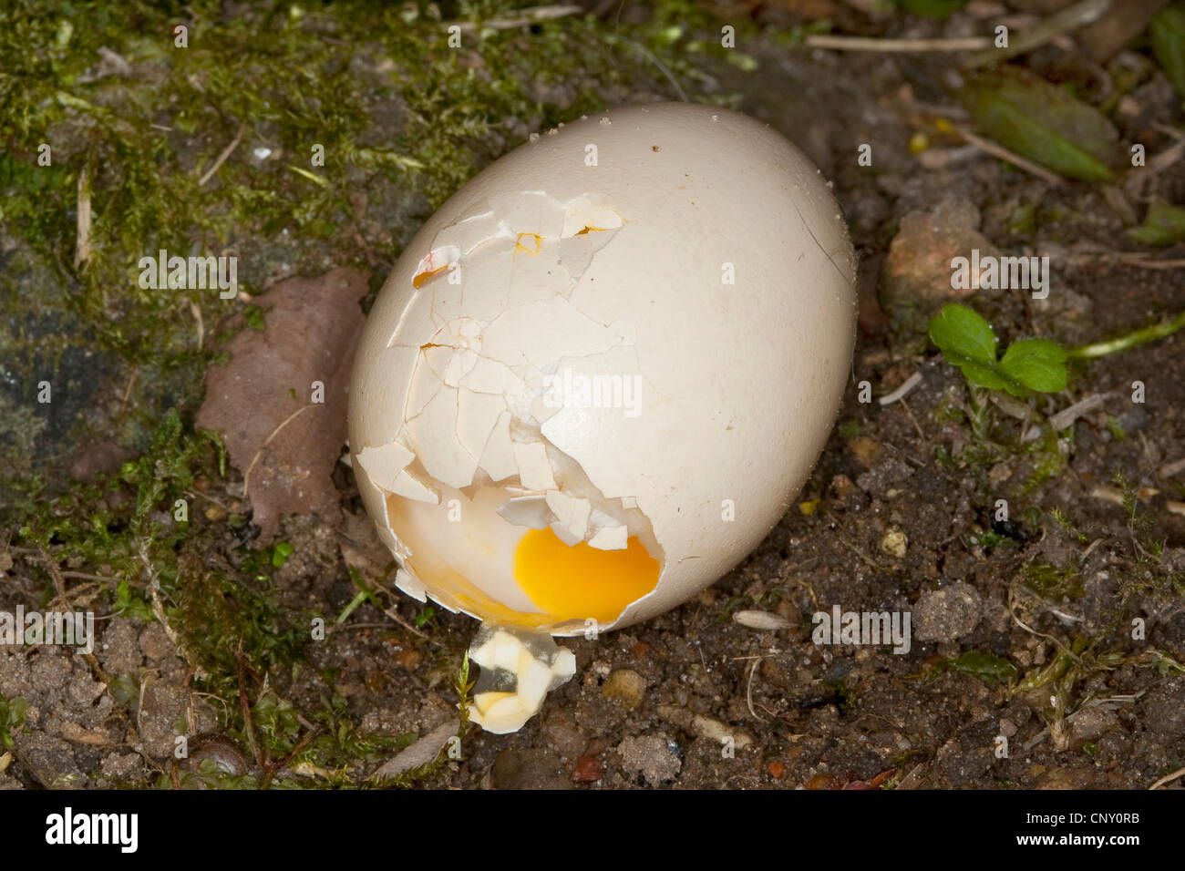 beech marten, stone marten (Martes foina), hen's egg eaten by a marten ...