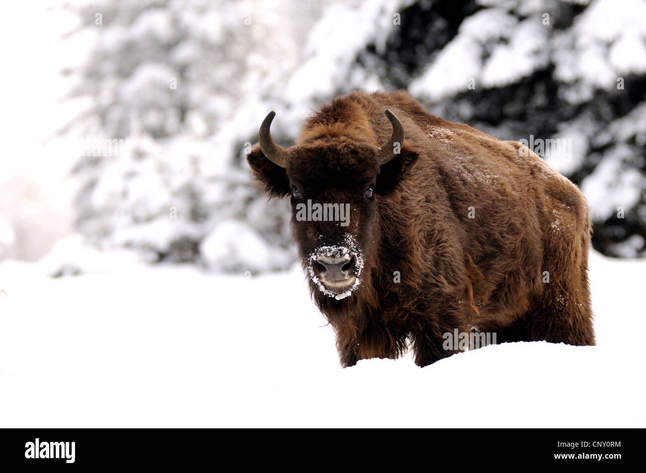 European bison, wisent (Bison bonasus), with snow covered snout Stock ...