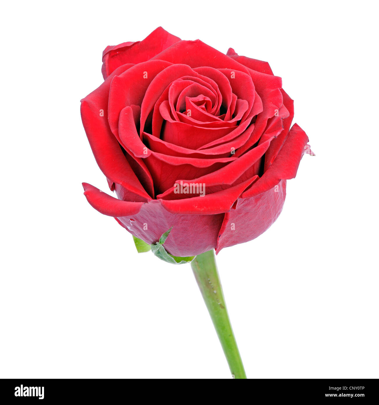 Red roses hi-res stock photography and images - Alamy