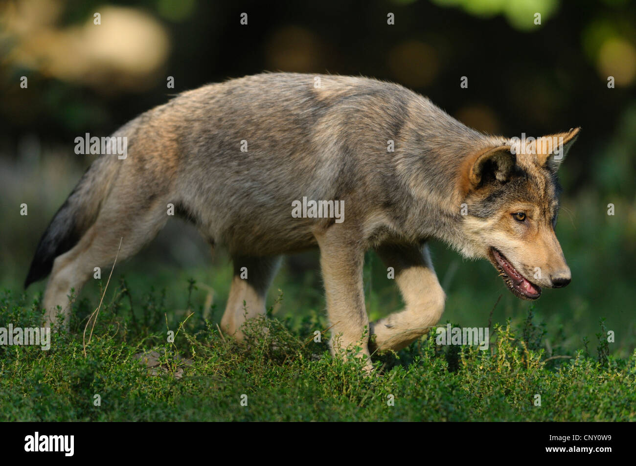 timber wolf (Canis lupus lycaon), young wolf walking across a clearing ...