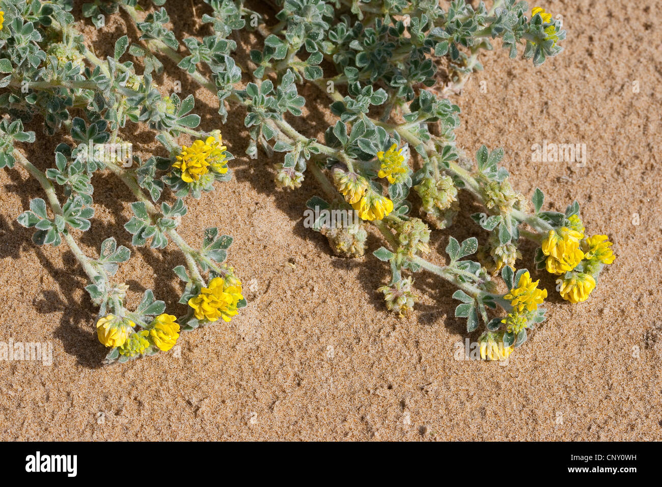 sea medick, sea burclover (Medicago marina), blooming Stock Photo - Alamy