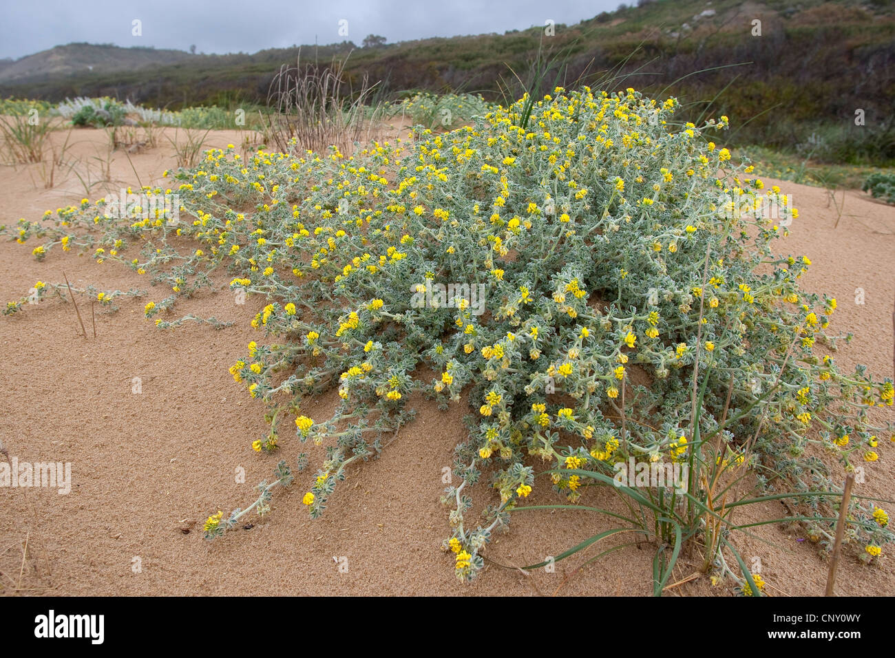 Sea burclover hi-res stock photography and images - Alamy