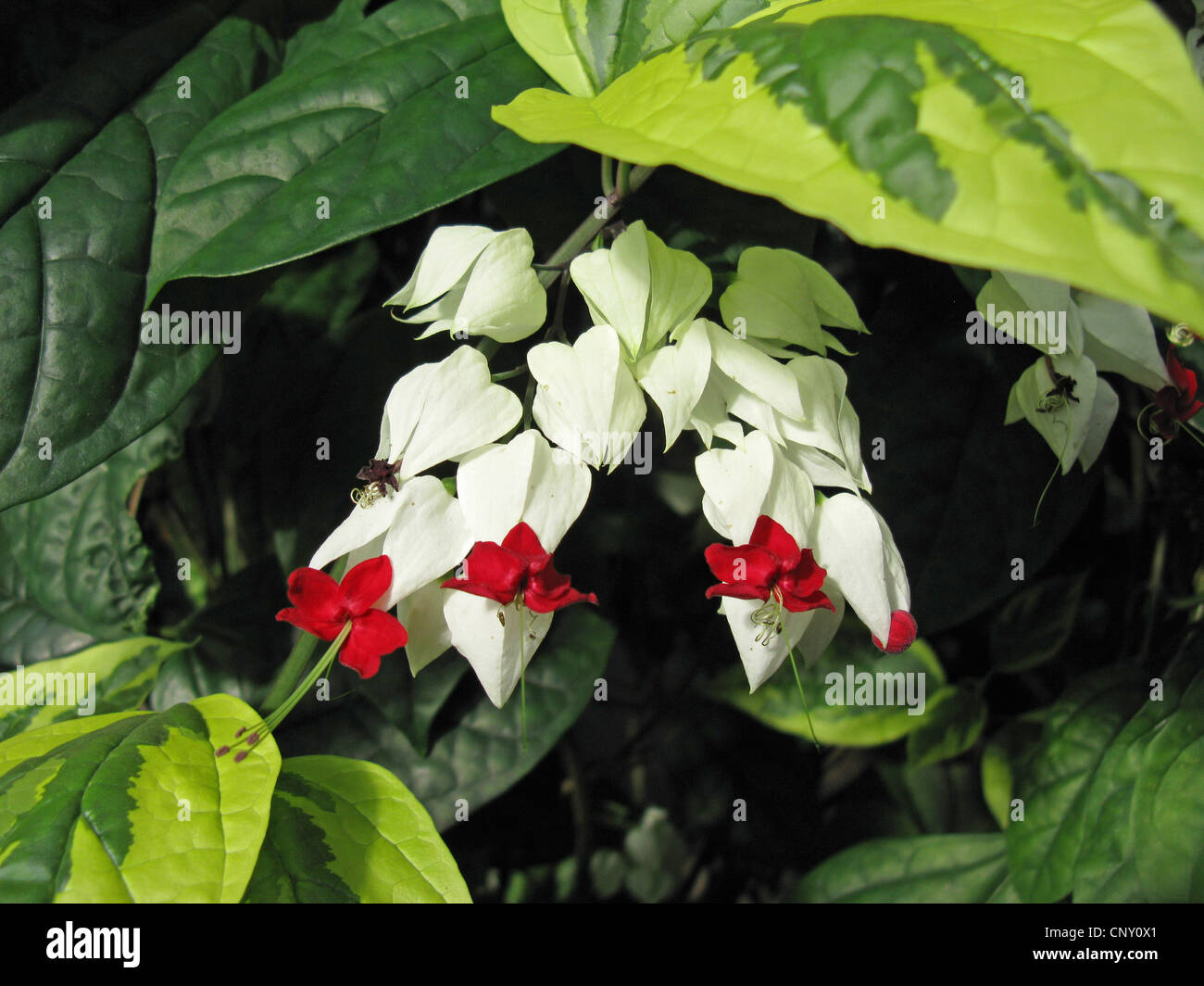 bleeding heart vine, bleeding heart glorybower (Clerodendrum thomsoniae, Clerodendron thomsoniae ...