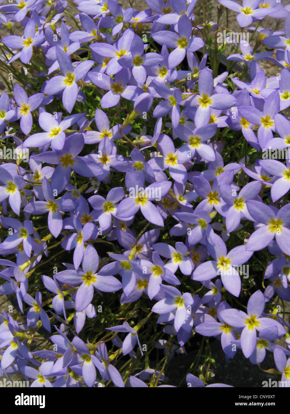 Houstonia caerulea hi-res stock photography and images - Alamy