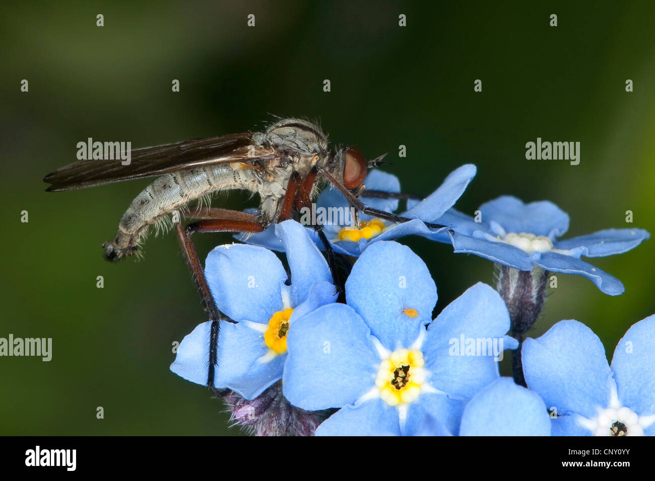 Dance fly, Dagger fly (Empis tesselata), on forget-me-not, Germany ...