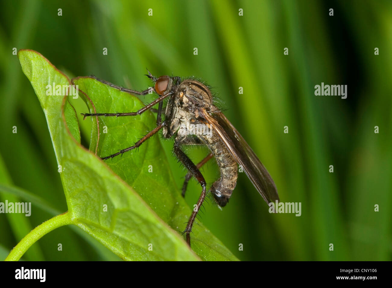 Dance fly, Dagger fly (Empis tesselata), sitting on a leaf, Germany ...