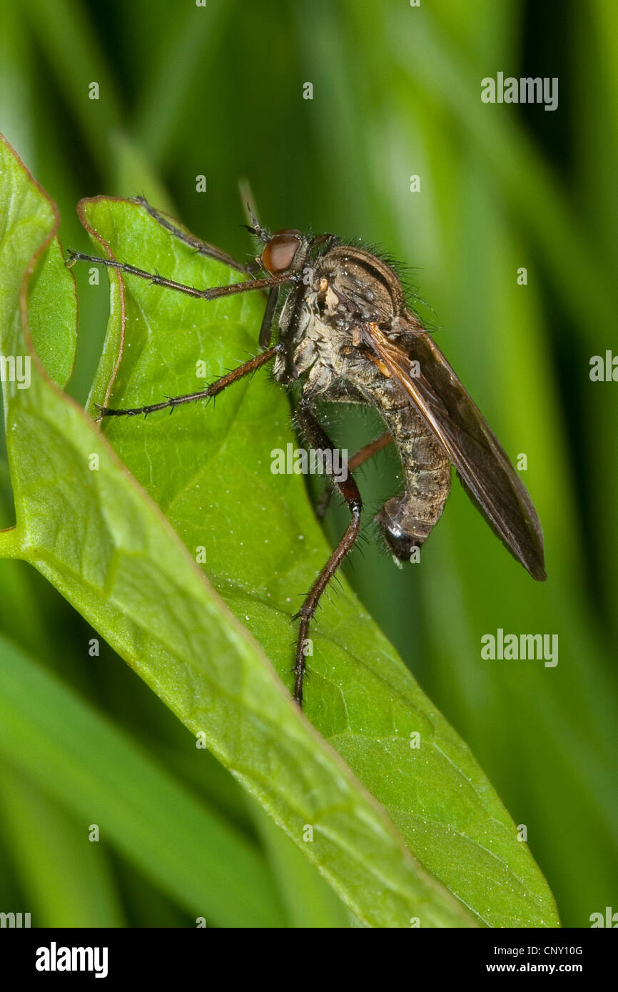 Dagger flies hi-res stock photography and images - Alamy