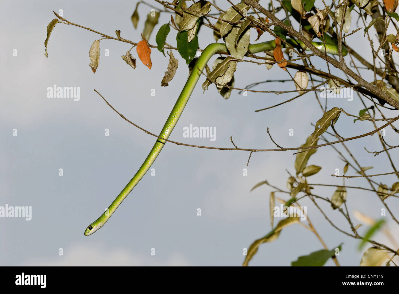 Hanging snake hi-res stock photography and images - Alamy
