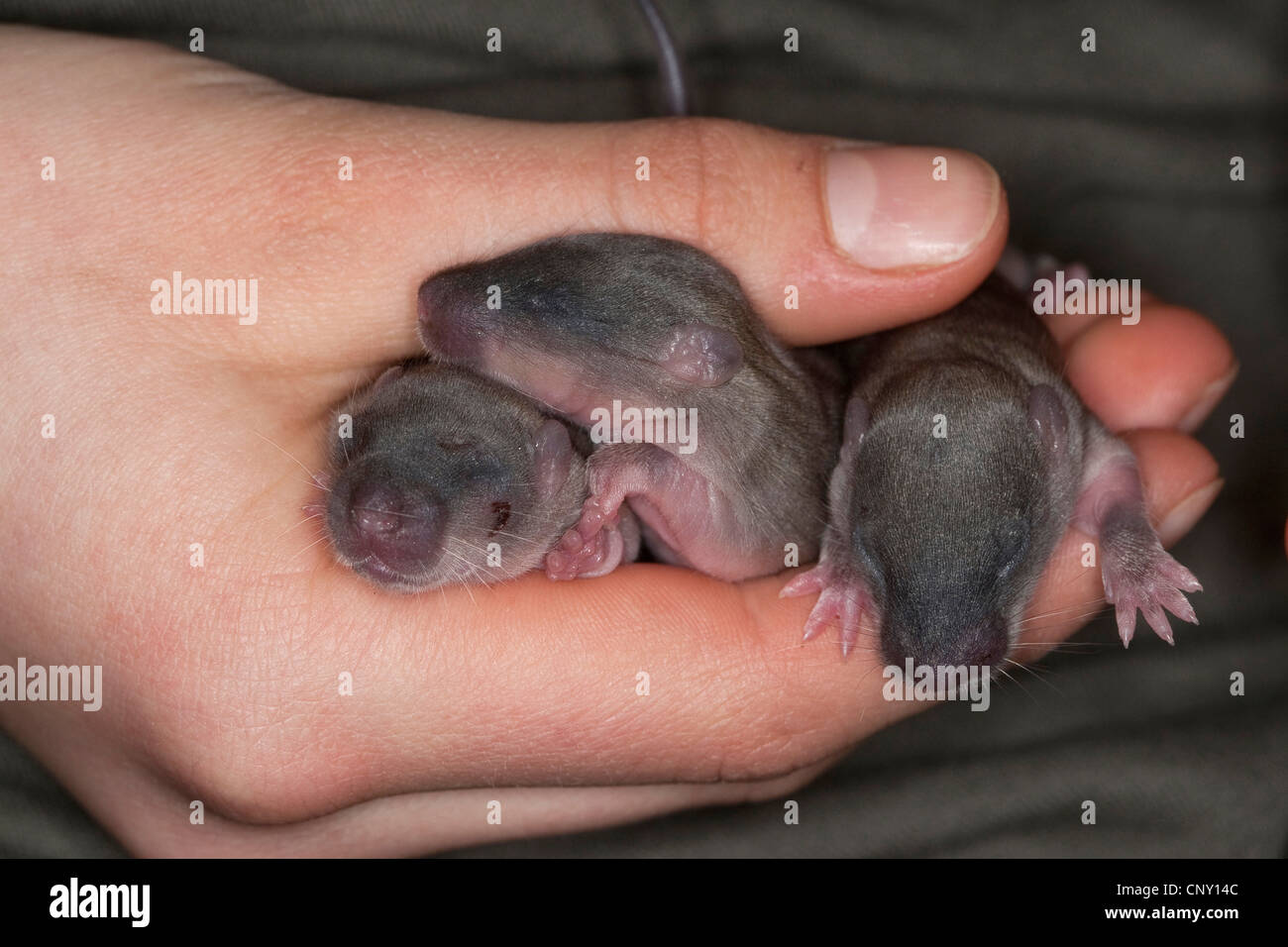 Newborn Baby Rats