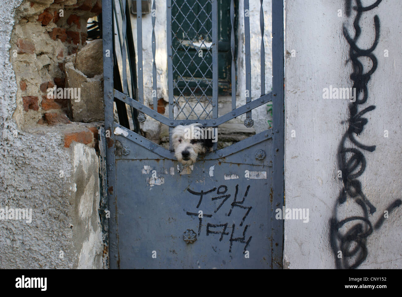 Dog looking through a gate Stock Photo - Alamy
