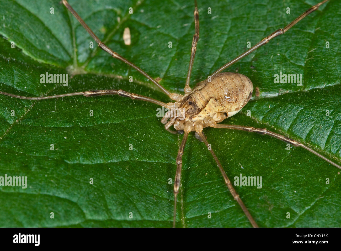 Harvestman hi-res stock photography and images - Alamy