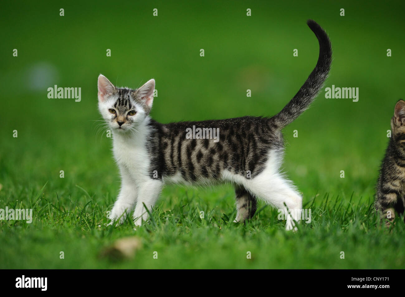 domestic cat, house cat (Felis silvestris f. catus), kitten in a meadow ...