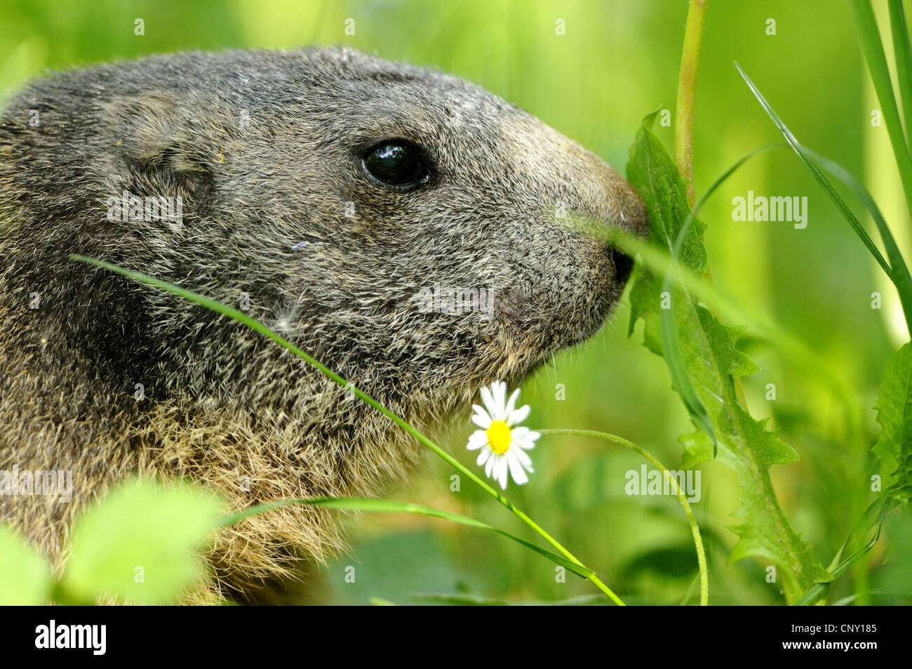 Marmot portraits hi-res stock photography and images - Alamy