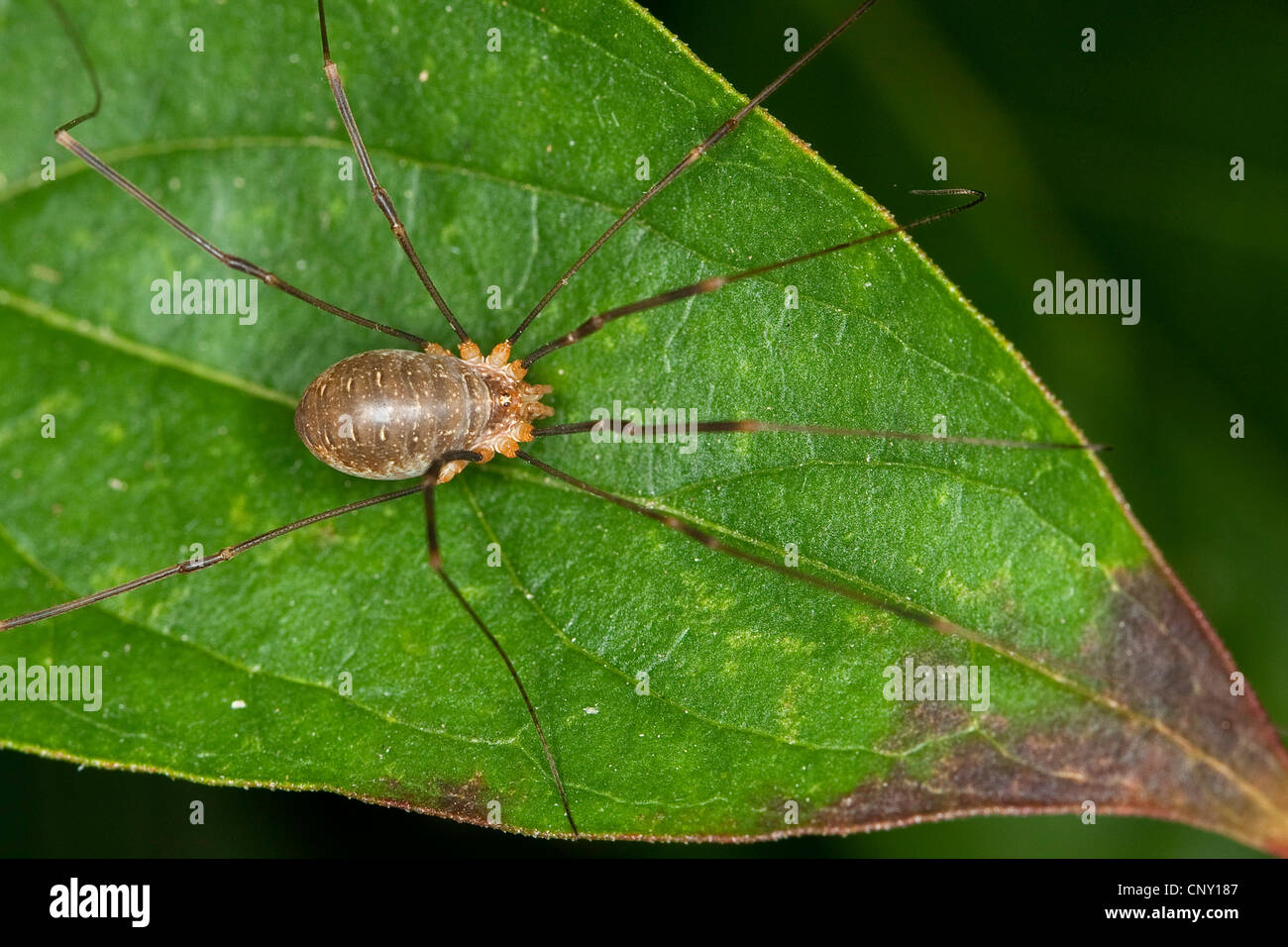 Opilio canestrinii hi-res stock photography and images - Alamy