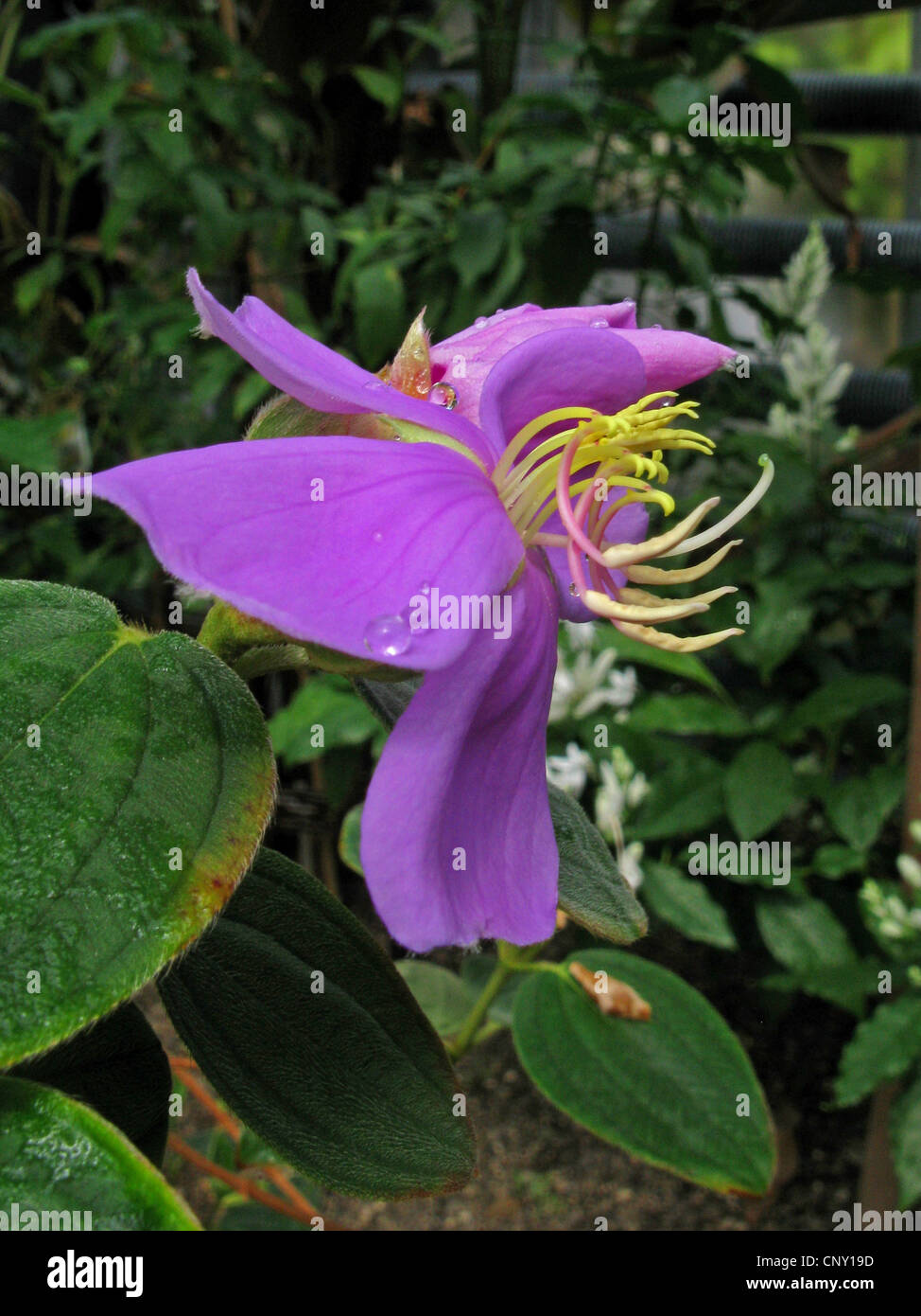Mushroom bloom hi-res stock photography and images - Alamy