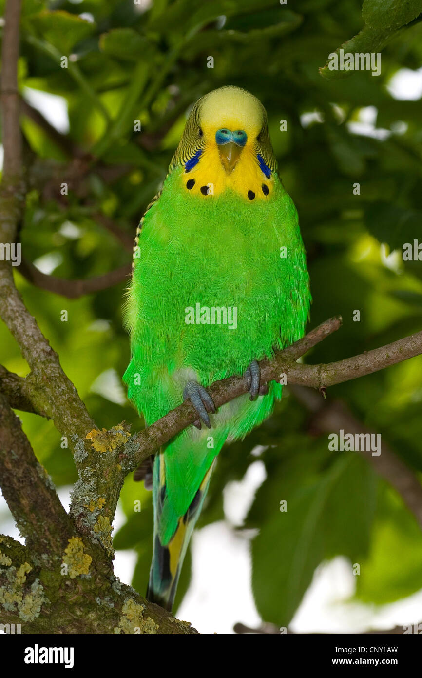 Pet budgie hi-res stock photography and images - Alamy